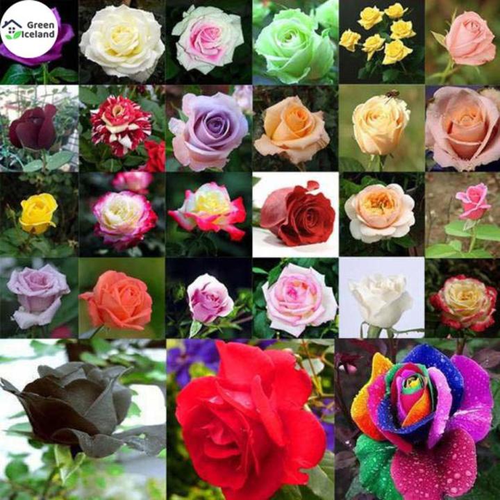 30 Pcs All Season Mix Colour Roses Flower Seeds - 20 Pcs Seeds | Daraz ...