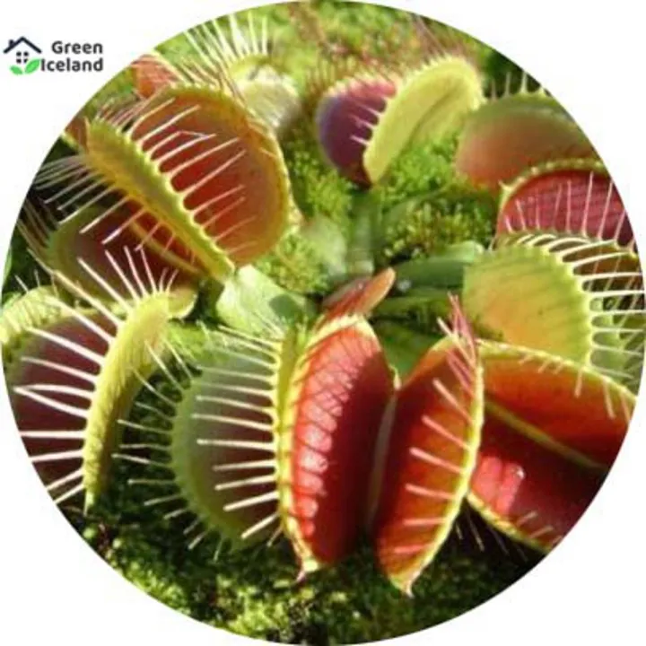 Insectivorous Dionaea Muscipula flytrap Seeds - 100 Pcs Seeds | Daraz ...