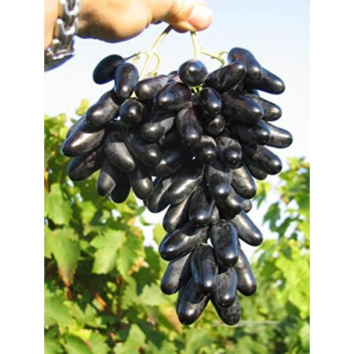 20 Pcs - Rare Long Black Finger Sweet Grape Plants Seeds | Daraz.com.bd