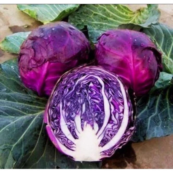 Purple cabbage seeds, Mid-early maturity - 100 seeds | Daraz.com.bd