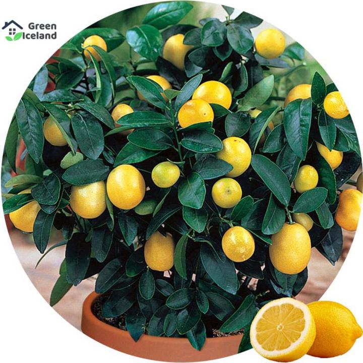 Global Dwarf Lemon Tree Seeds - 10 Pcs Seeds | Daraz.com.bd