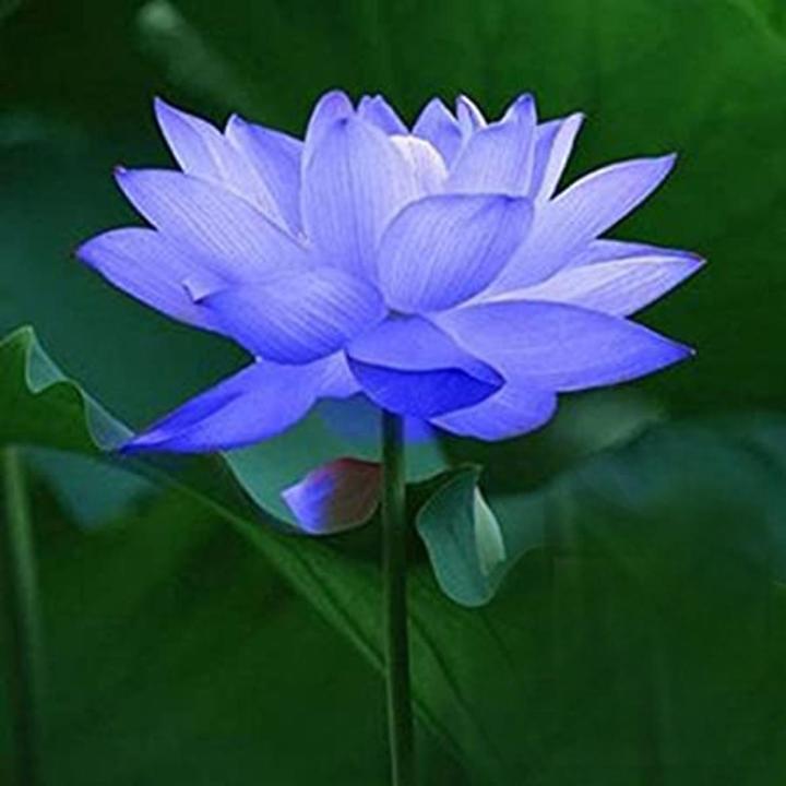 10 Piece/Bag Padma Flower Padma Bonsai Paper Seed Bowy Padma Water Lily ...