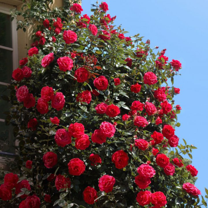 Rose Tree Perennial Roses Flower DIY Home Garden Potted Balcony & Yard ...