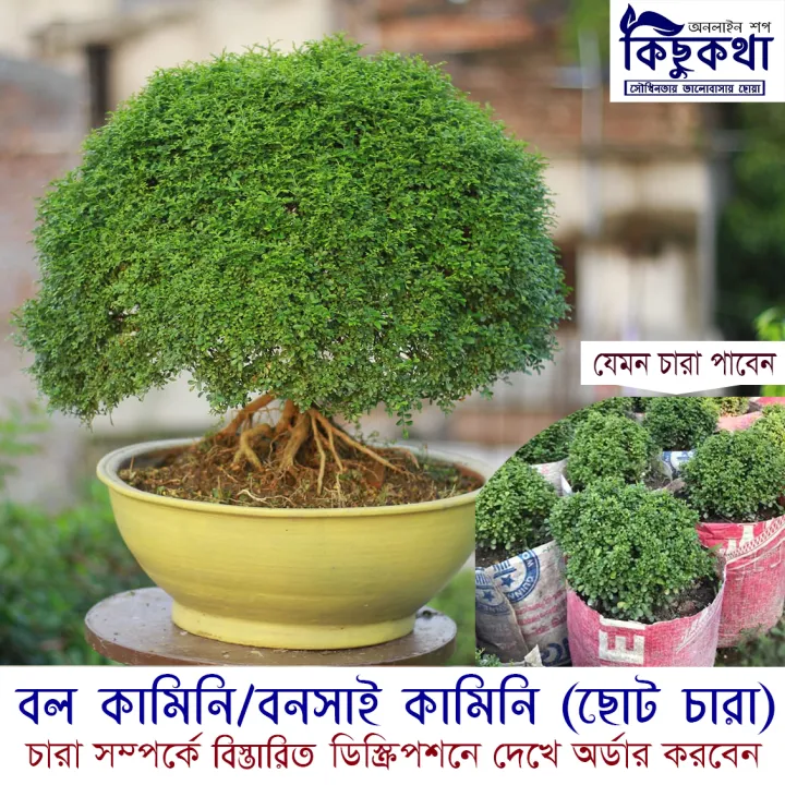 Free Delivery - Bonsai Kamini Plant 01 pcs Small Plant Without Pot Semi ...