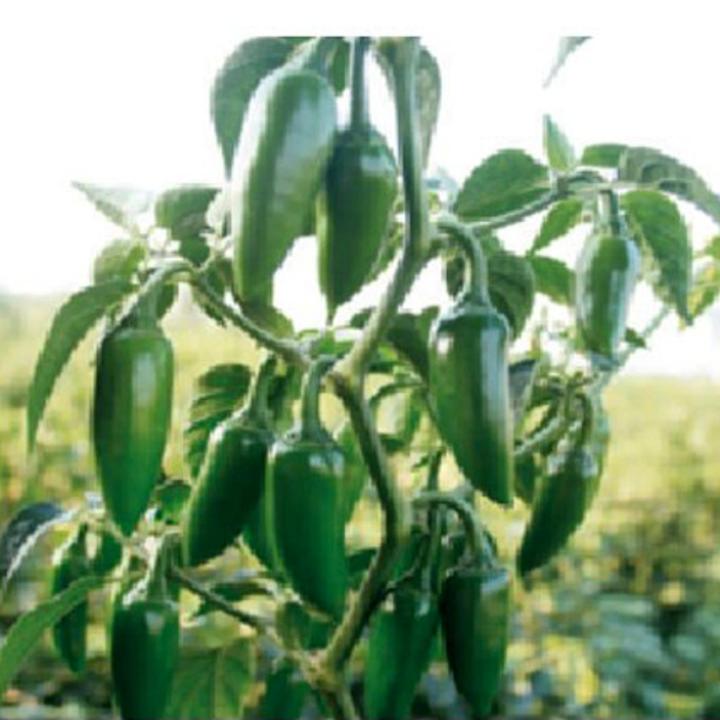 Indian Bullet Chili Hybrid Seeds For Tob/Terrace -100pcs (ইন্ডিয়ান ...