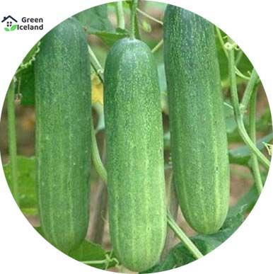 50 Pcs Cucumber Seeds (??? ???) | Daraz.com.bd