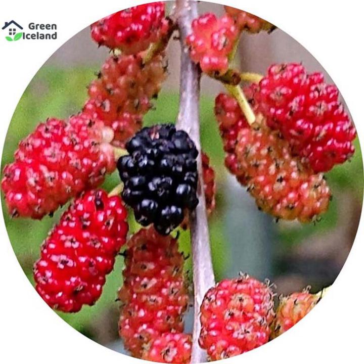 Rare 30 Pcs Red Mulberry Seeds - 30 Pcs Seeds | Daraz.com.bd