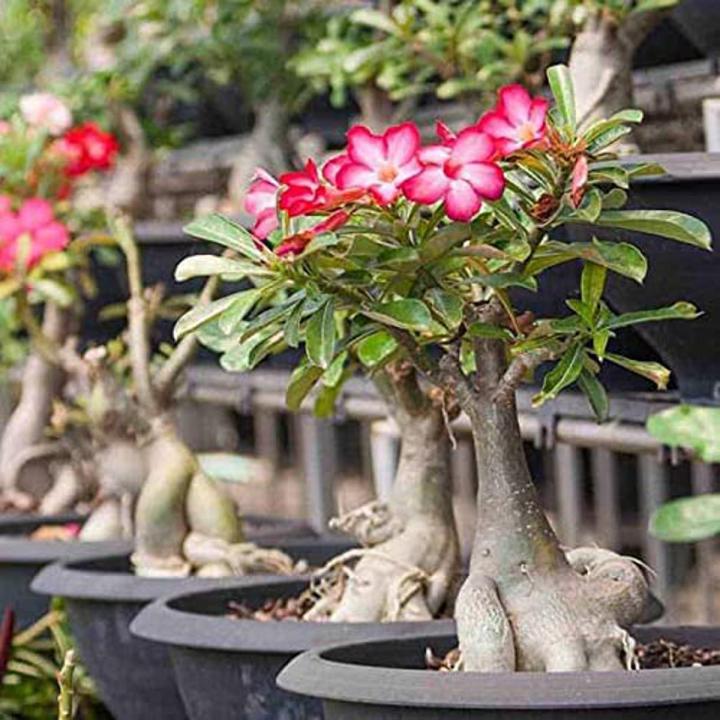 20pcs Mixed Real Adenium obesum Desert Rose Flower Home Garden Bonsai ...