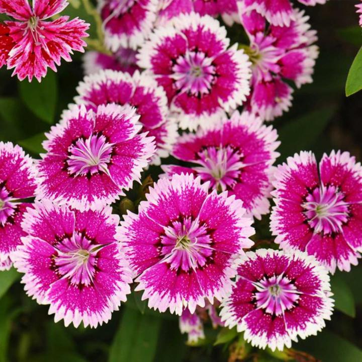 30 Pcs Beautiful Global Dianthus Flower Seeds | Daraz.com.bd