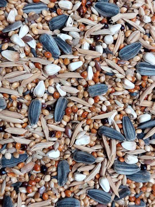 Bird Food Premium Large Parakeet Seed Mix -1kg | Daraz.com.bd