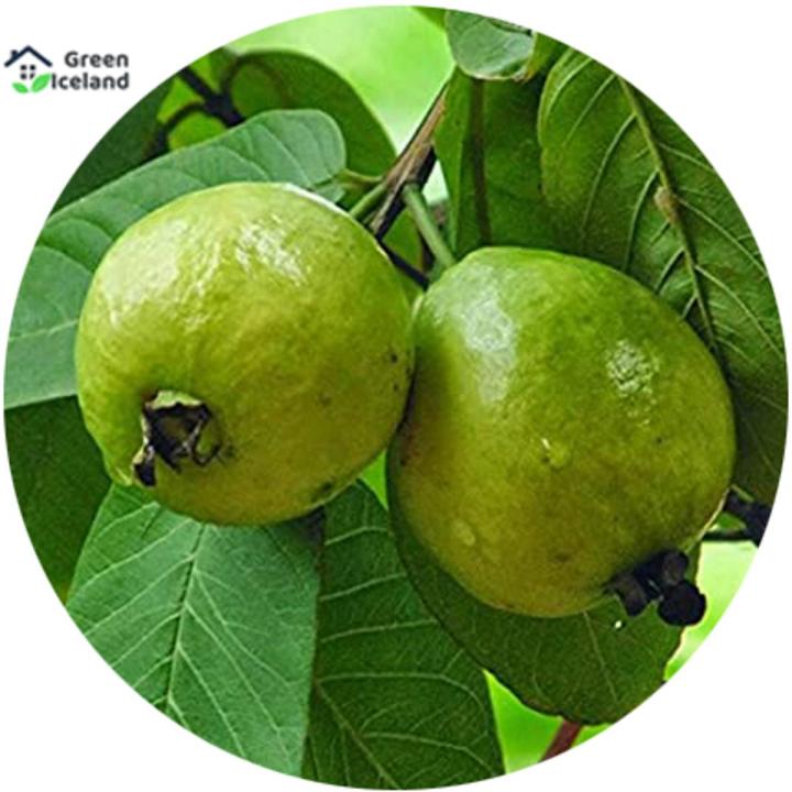 Thai-7 Guava Seeds - 20 Pcs Seeds | Daraz.com.bd