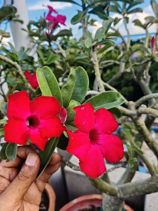 Red Color Adenium Grafted Plant | Daraz.com.bd