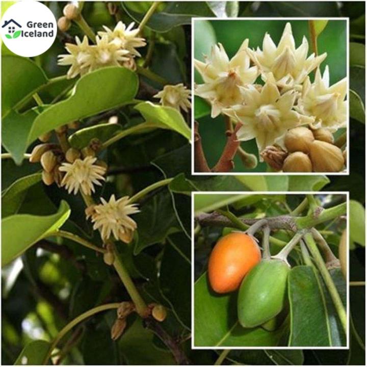 20 Pcs Organic Bakul/Bud Flower Seeds (???? ??? ???) | Daraz.com.bd