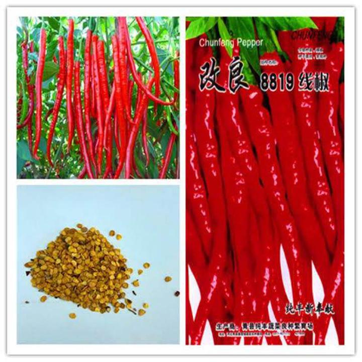 Hybrid Long Chili Seeds 40 Pis + Gift | Daraz.com.bd