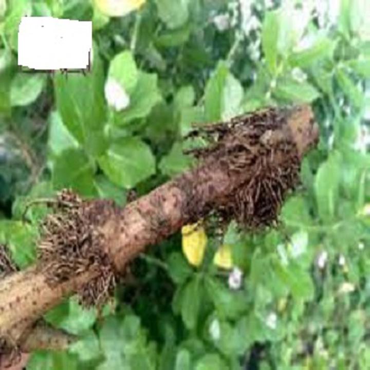 Big Size Deshi Chui Jhal (Middle Part) Khulna Chuijhal 100gm | Daraz.com.bd