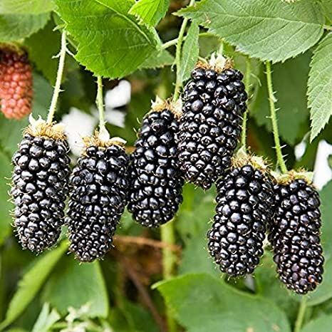 Blackberry and blackberries fruit tree mulberry fruit bonsai healthy ...