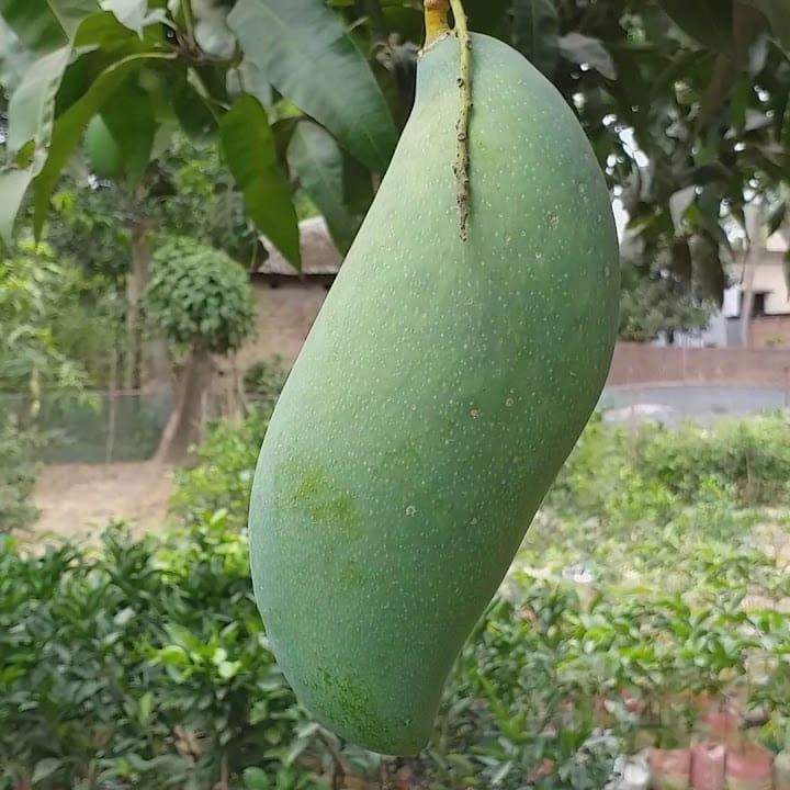 Kujai Mango | Daraz.com.bd: Buy Online at Best Prices in Bangladesh ...
