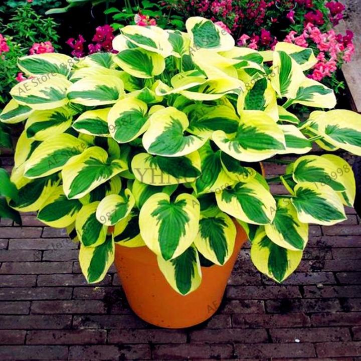 Beautiful Hosta Plants Perennials Lily Flower Shade Hosta Flower Grass ...