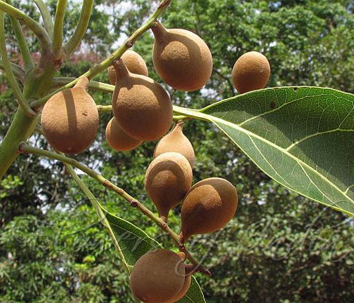 Deaf Tree Seeds -10 Pcs (বহেরা গাছের বীজ)) | Daraz.com.bd