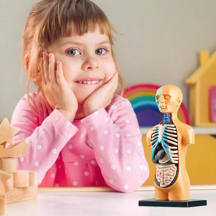 JAERBEE 3D Removable Anatomical Human Torso Body Model for Education ...