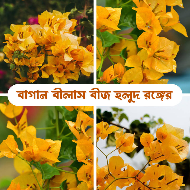 Highly Vital - All Season Bougainvillea 15 Pieces Yellow color (bagan ...