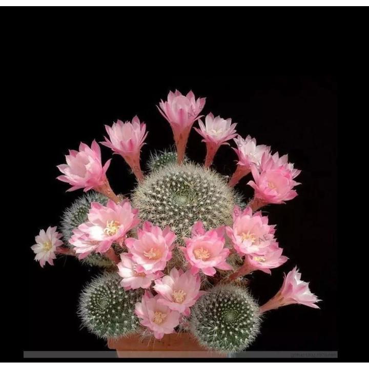 Colorful Lithops Seeds for Plants, Pseudotruncatella ( D-14 ) - 10 pcs ...