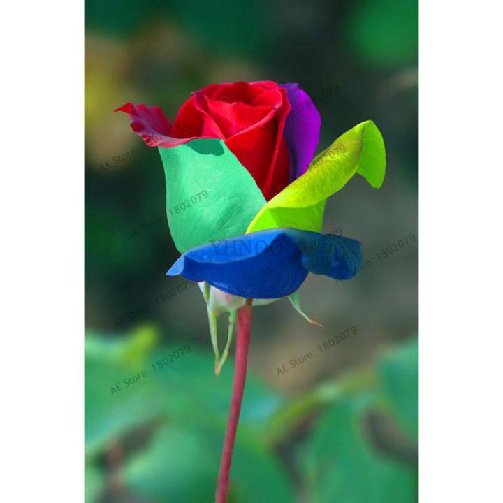 New 2019!200pcs/bag rare mixed COLORS rose garden rainbow rose flores ...