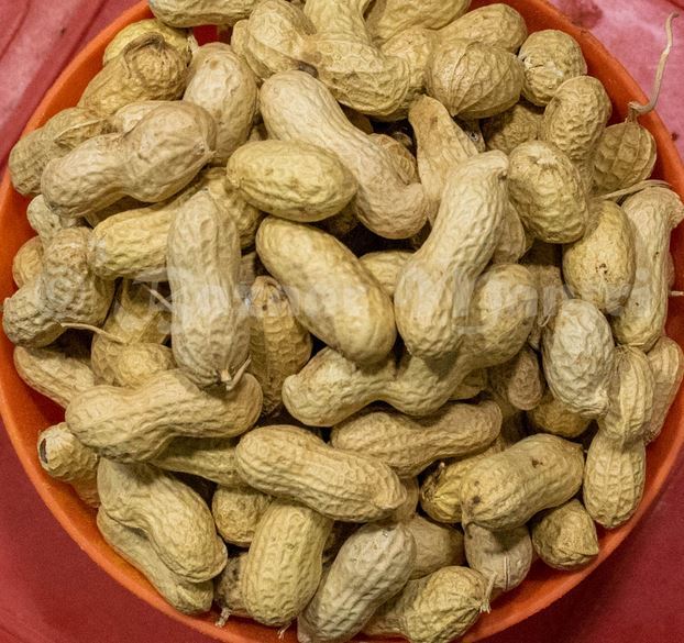 Kacha Cheena Badam/ Peanut Raw Premium - 500gm | Daraz.com.bd