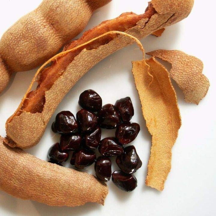 Sweet tamarind plant 15 pcs Seeds Thai Tamarind dwarf seedls for ...