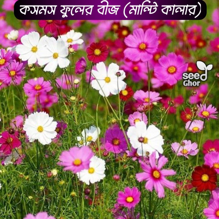 Multi color Cosmos flower seeds 25 pice + gift | Daraz.com.bd