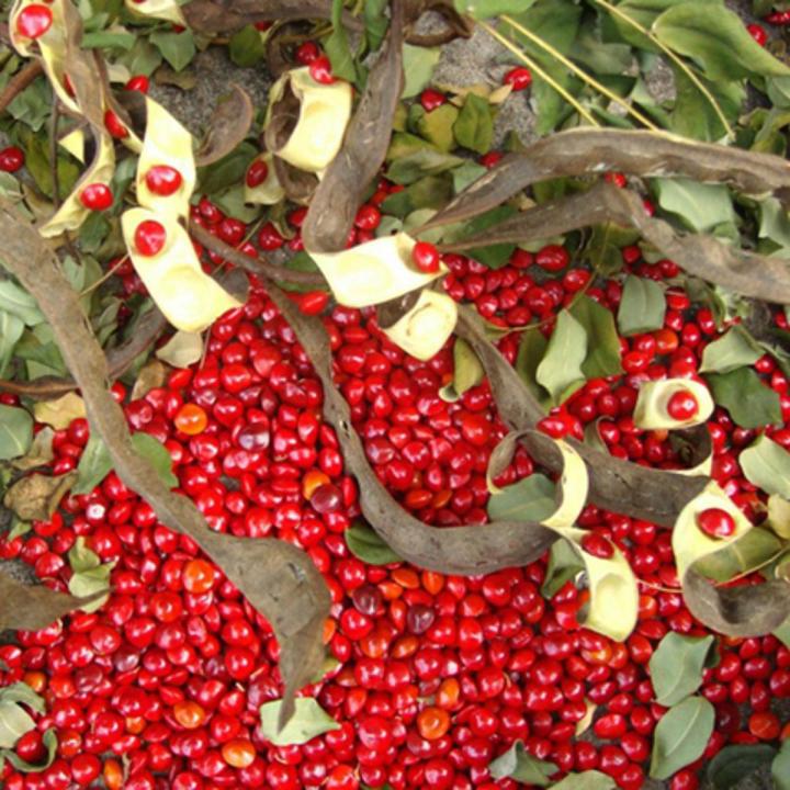 Blood Chandan Tree seeds 05 Piece+ Gift | Daraz.com.bd
