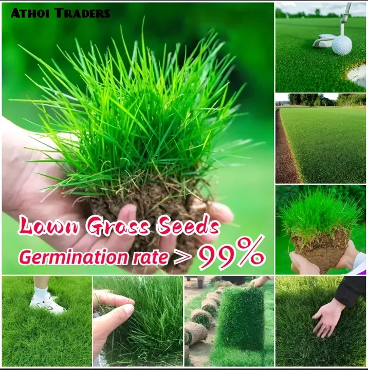 Gift + Lawn Grass Seeds - 200+ Seeds | Daraz.com.bd