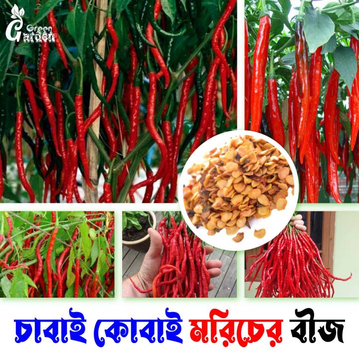Hybrid Chabai Kobai Chile (চাবাই কোবাই মরিচ) Seeds 25 pics + Gift ...