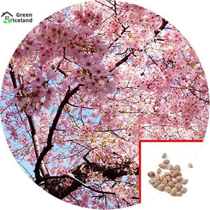 Global Japanese Sakura Pink Tree Seeds -10 Pcs Seeds | Daraz.com.bd