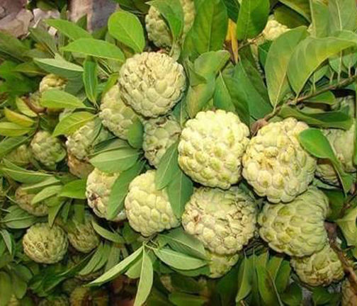 Sharifa Tree Seeds -10 Pcs (শরিফা গাছের বিজ) | Daraz.com.bd