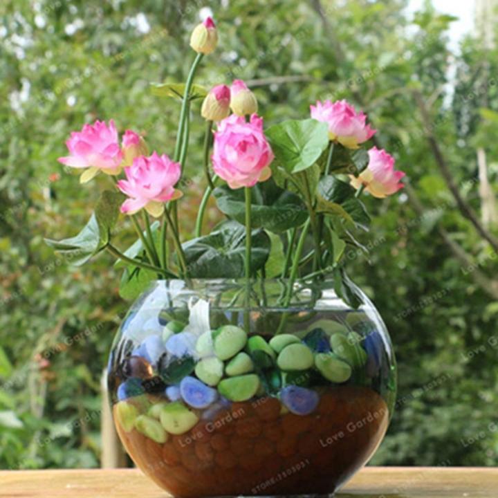 5pcs Bowl Lotus Hydroponic Aquatic Flower Pot lotus Water Lily flores ...