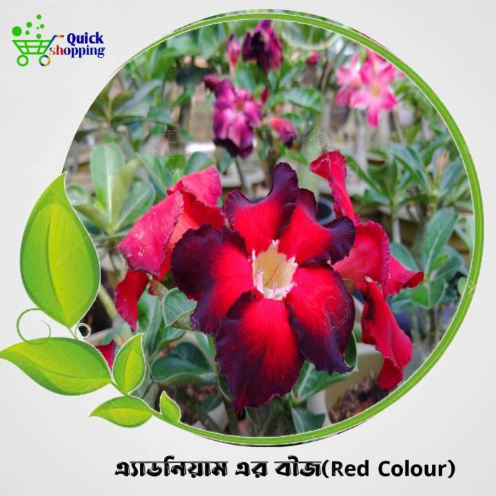 Rare Red Color Adenium Seeds 2 Pis | Daraz.com.bd