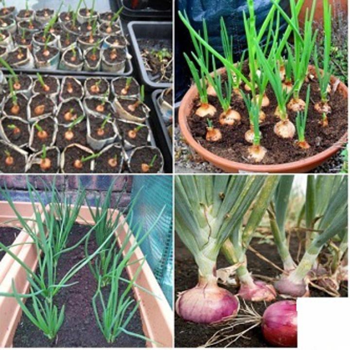 Spring Cut Bunching Onion Seeds - 100 Piece Seeds | Daraz.com.bd