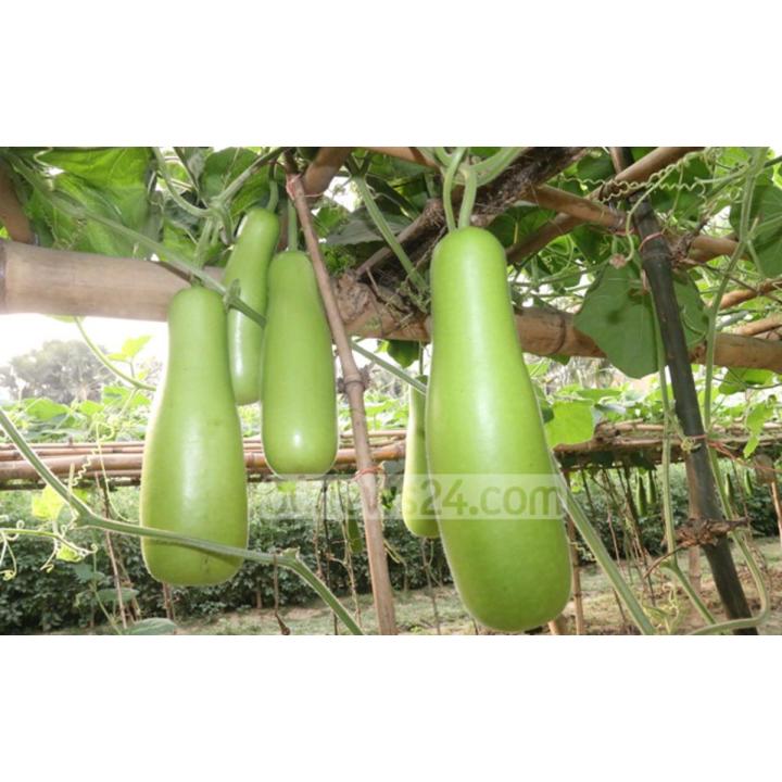 Round Gourd / Lau Seeds (গোল লাউ বীজ) - 10 Pcs Seeds (Imported Global ...