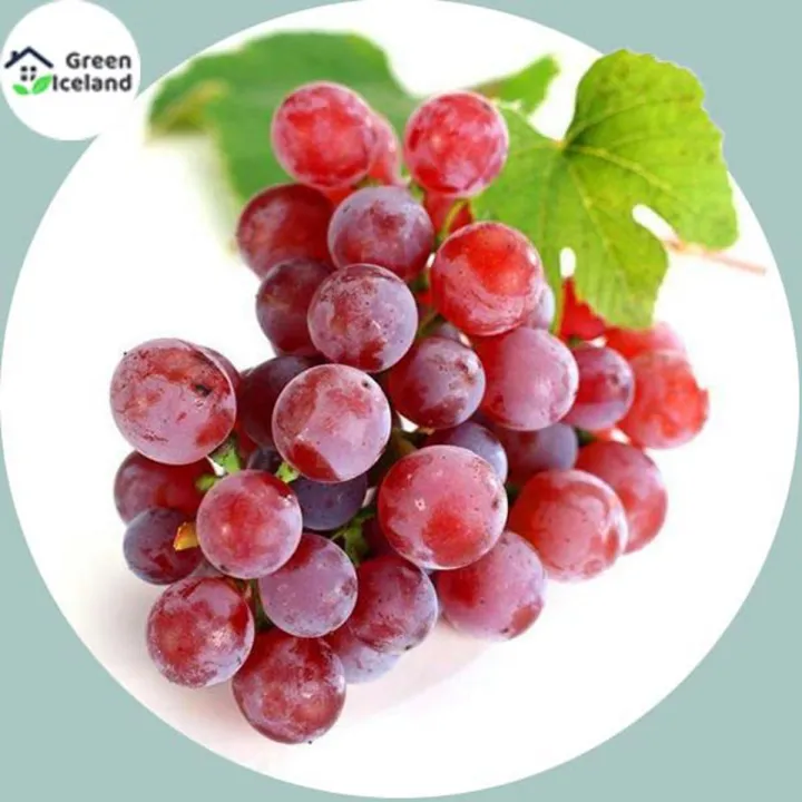 20 Pcs Delicious Red Grape Seeds- 20 Pcs SeedS*/ | Daraz.com.bd