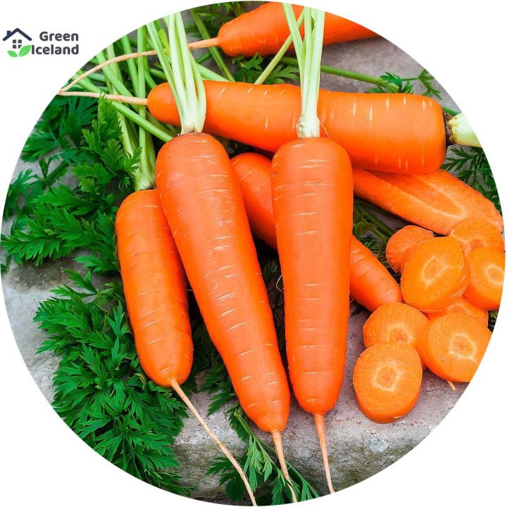 All Season Carrot Seeds - 30 Pcs Seeds | Daraz.com.bd