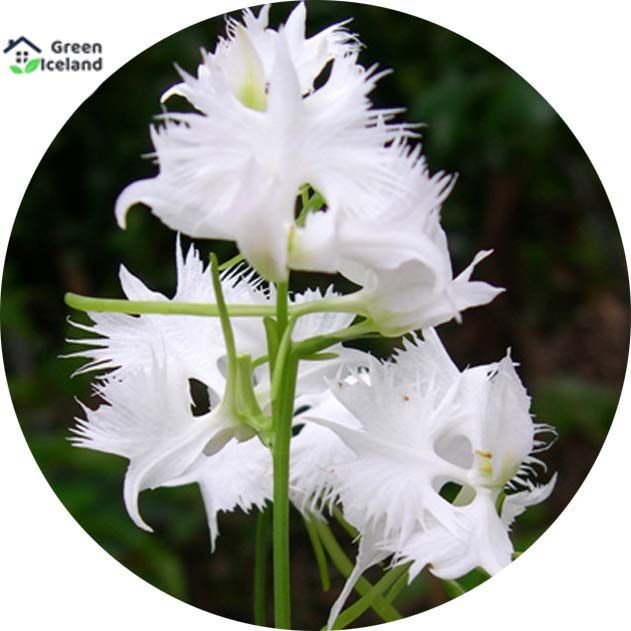 Global Rare Japanese Radiata Flower Seeds - 100 Pcs Seeds | Daraz.com.bd