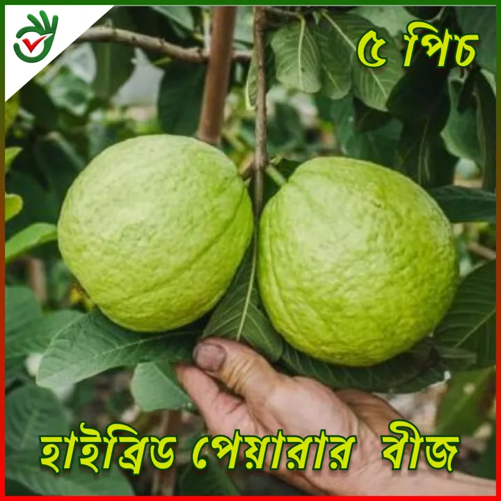 Hybrid Piara fruits seed 5 pice + gift (all season) | Daraz.com.bd