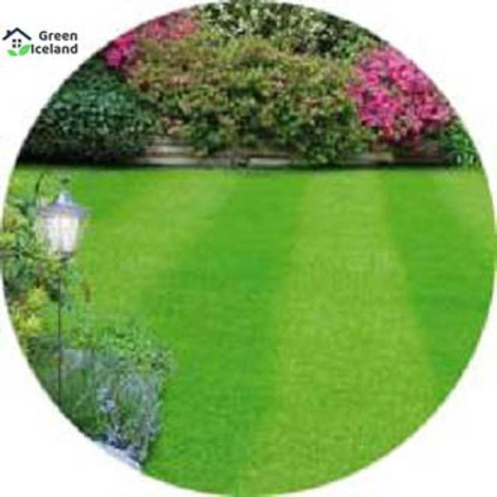 Sports Field Grass Seeds - 200+ Pcs Seeds | Daraz.com.bd