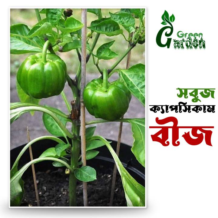 All Season 45pics Green Color Capsicum Seeds + Gift | Daraz.com.bd