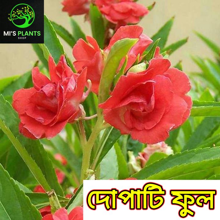 Dopati/ Balsam Flower Plant [10+ Seed] MI's Plants | Daraz.com.bd
