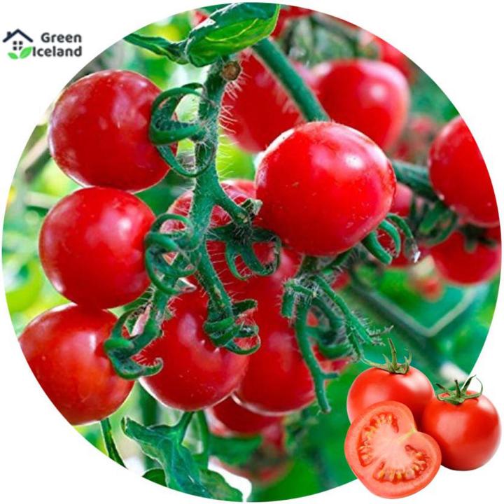 20 Pcs Global Delicious Climbing Tomato Seeds | Daraz.com.bd