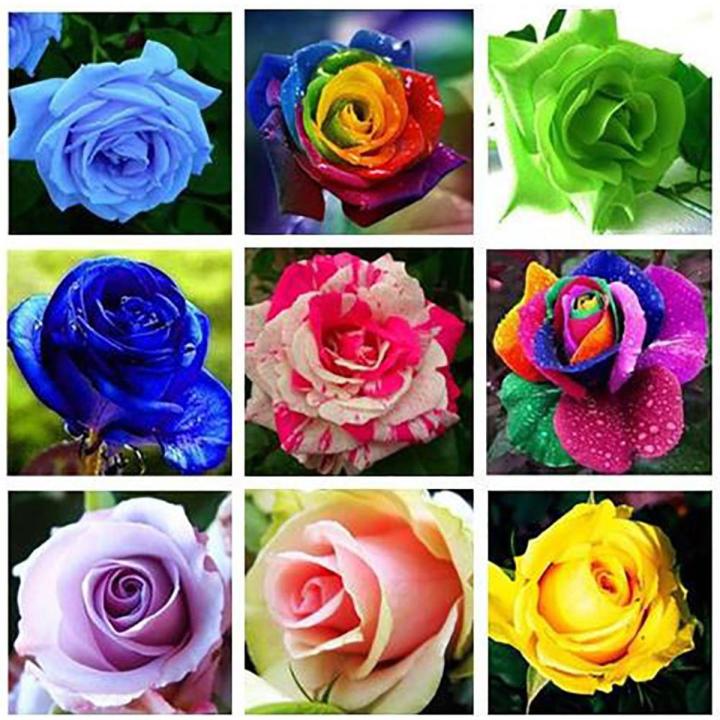 All Season Natural Rainbow Mix Roses Flower Seeds - 20 Pcs Seeds ...