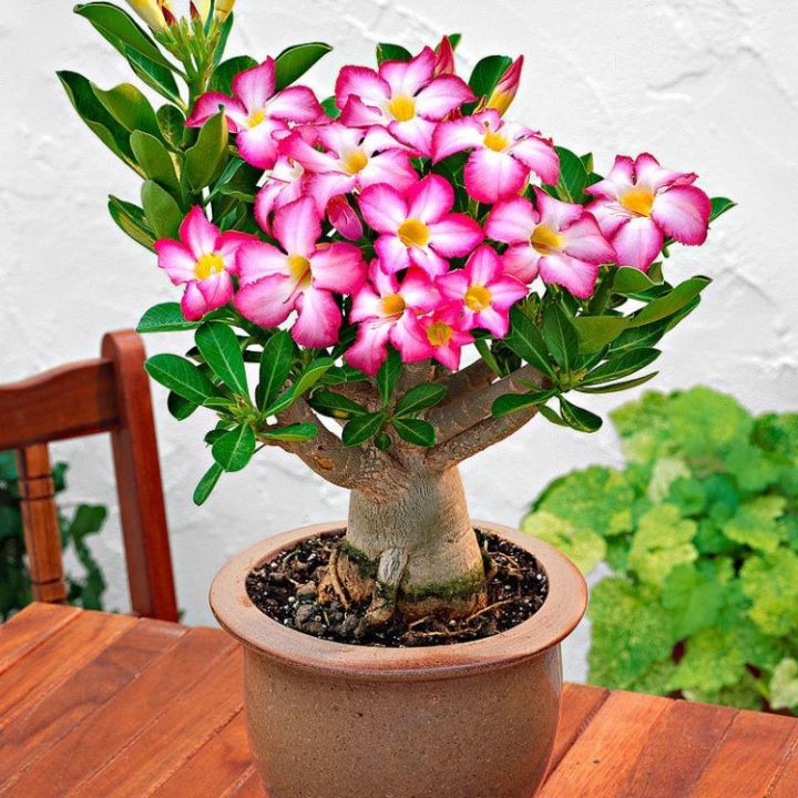 5 Pcs Bonsai Multicolor Single Petal Adenium Obseum Seeds - 5pcs ...