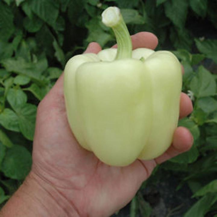 Newfangled - "ক্যাপসিকাম (সাদা) Capsicum Seeds 15 Pices (White Color ...